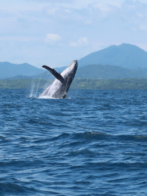 Luxury Costa Rica Boutique Resort | Florblanca in Santa Teresa
